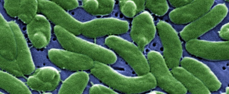South Korea: Vibrio vulnificus sepsis incidence on the rise, high-risk ...