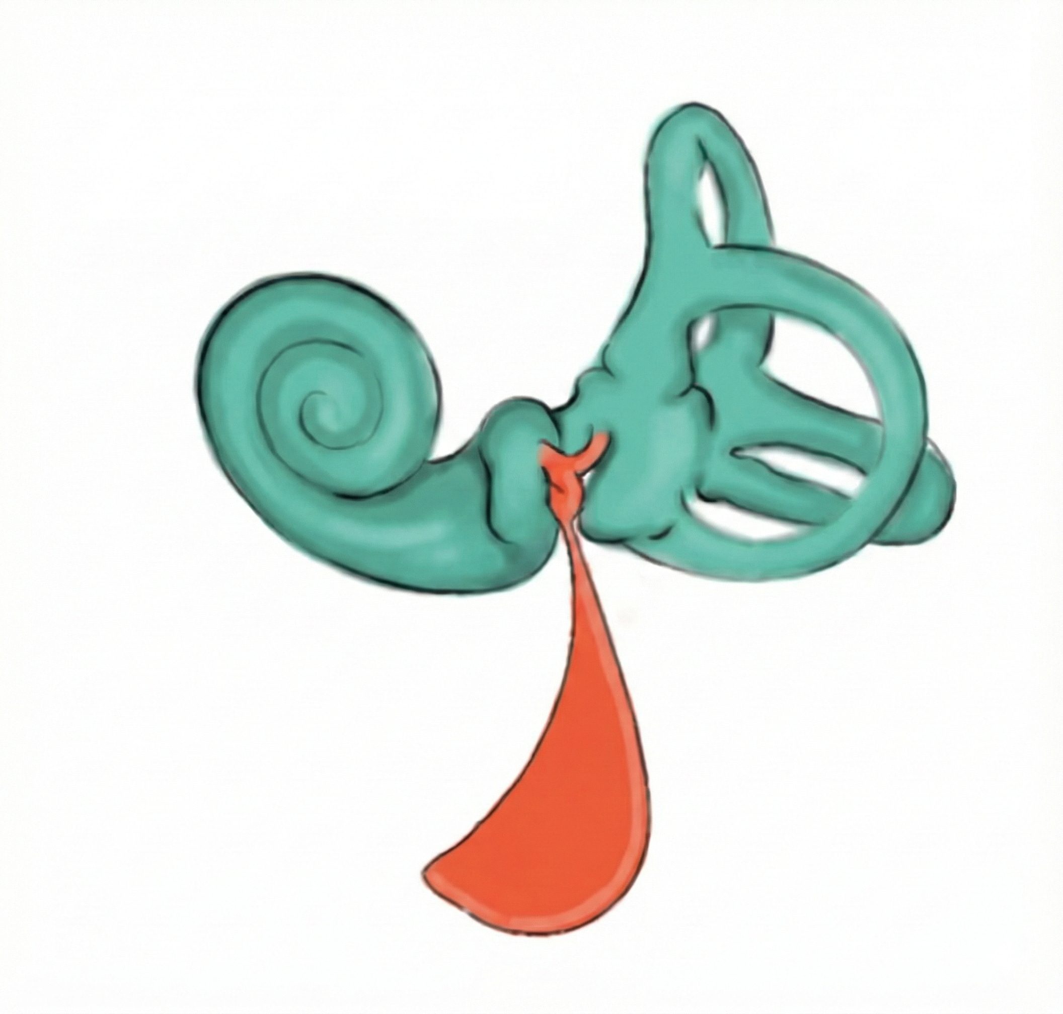 Salts, Ions, Hair cells, Fluids and Sacs - by Neil Canham
