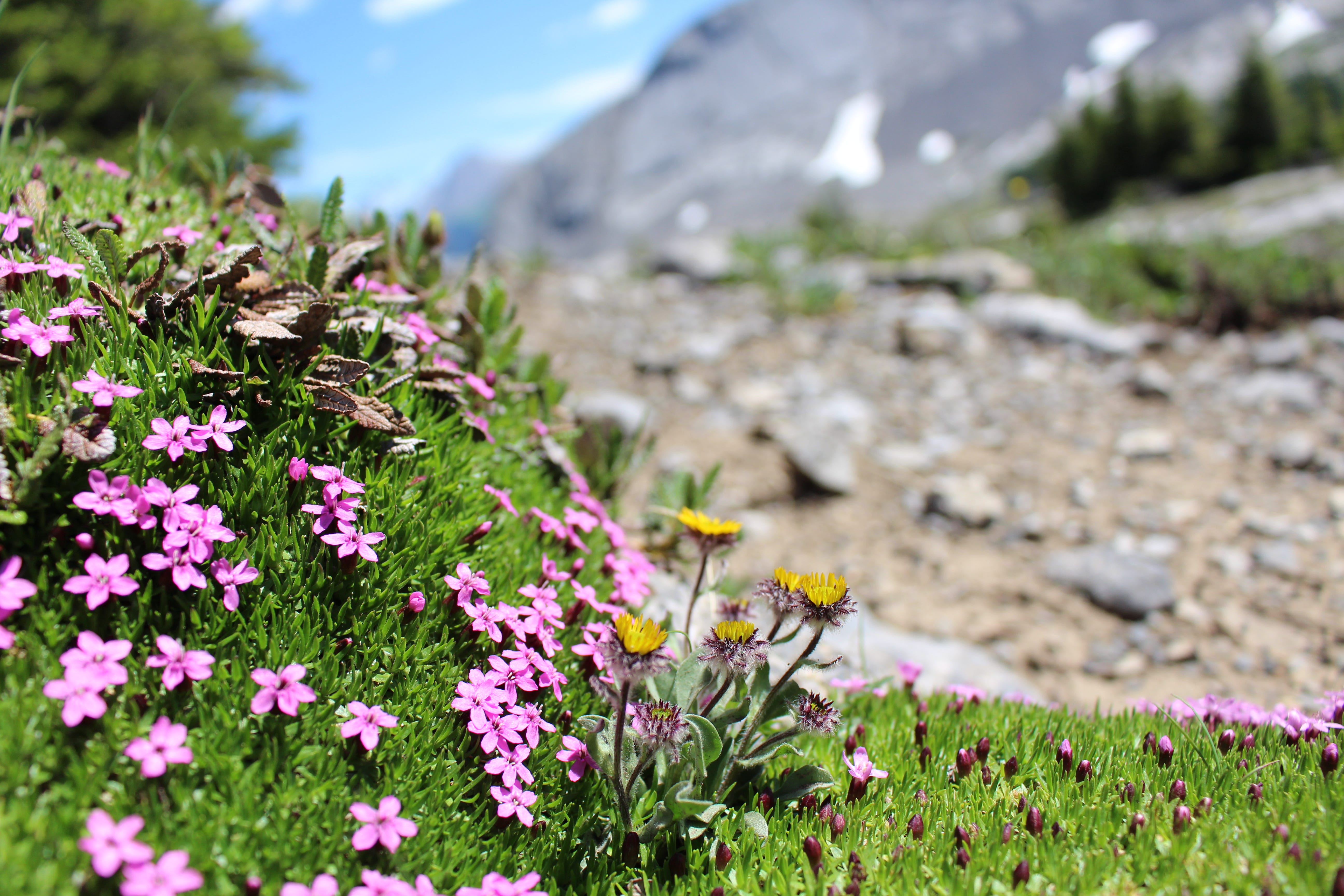 Go Outside: The Wildflowers Edition