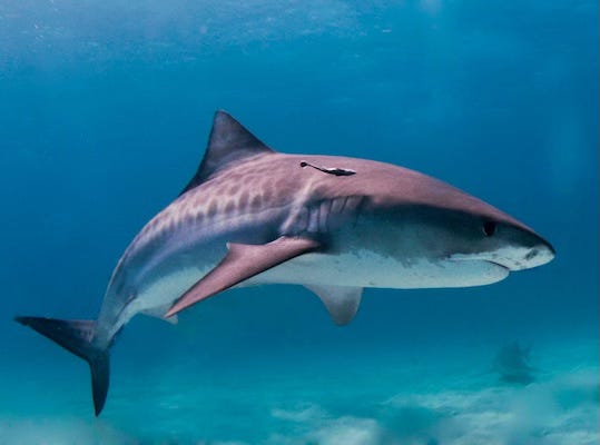 Shark Skin-Inspired Surfaces: Biomimicry in Action