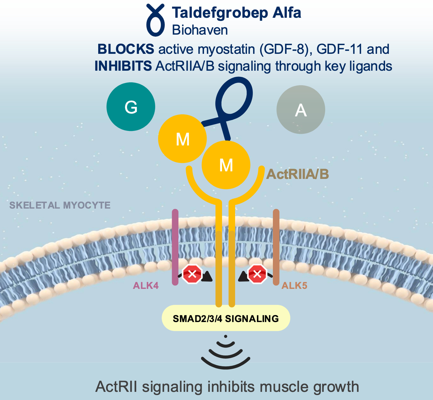 Not Just a One Drug Pony: Biohaven’s Bid for Biotech Upside