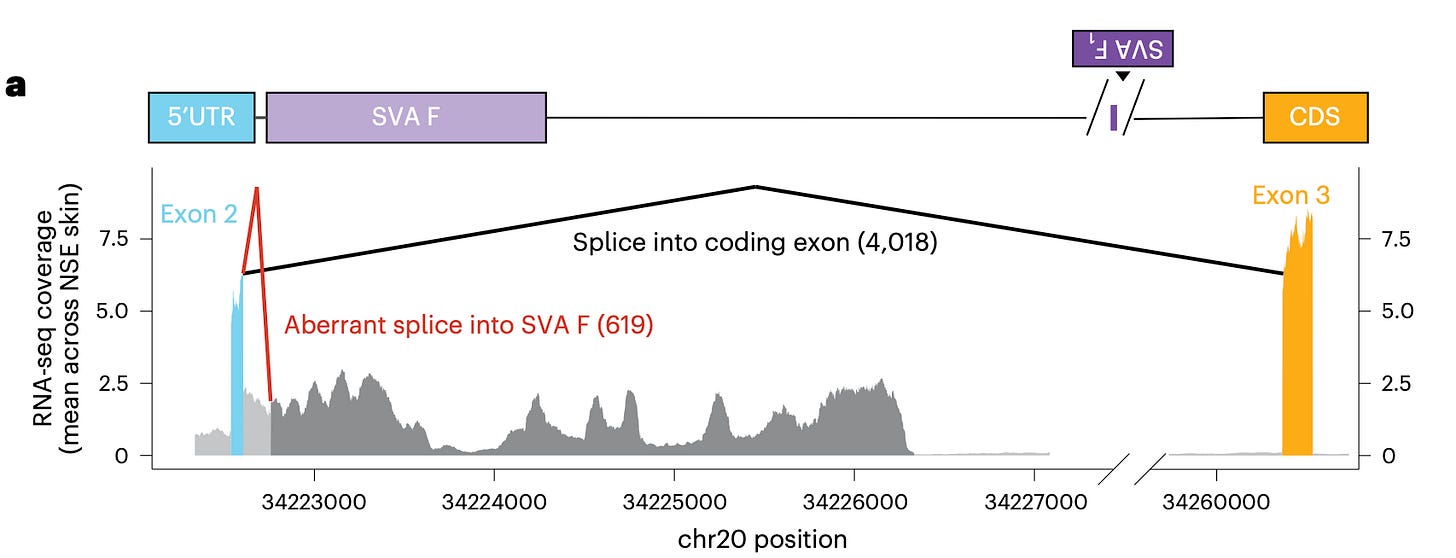 How a jumping gene shaped the human skin color evolution