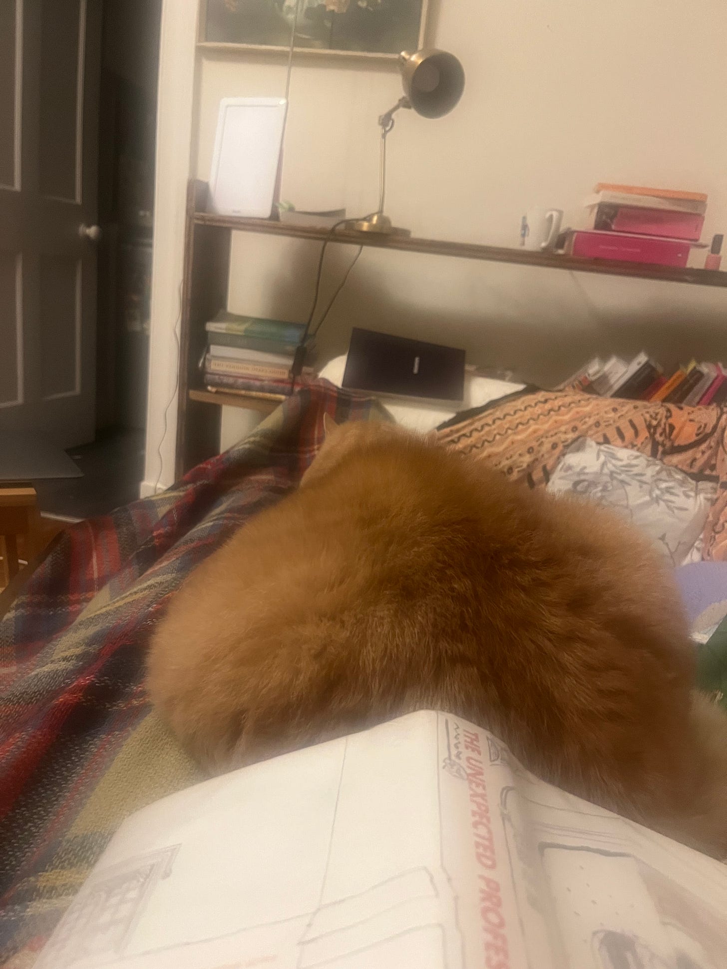 a sixpenny rose bush from Woolworths. - Camilla Grudova