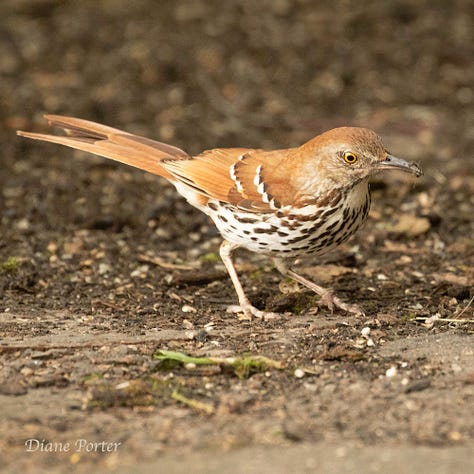 brown thrasher singing