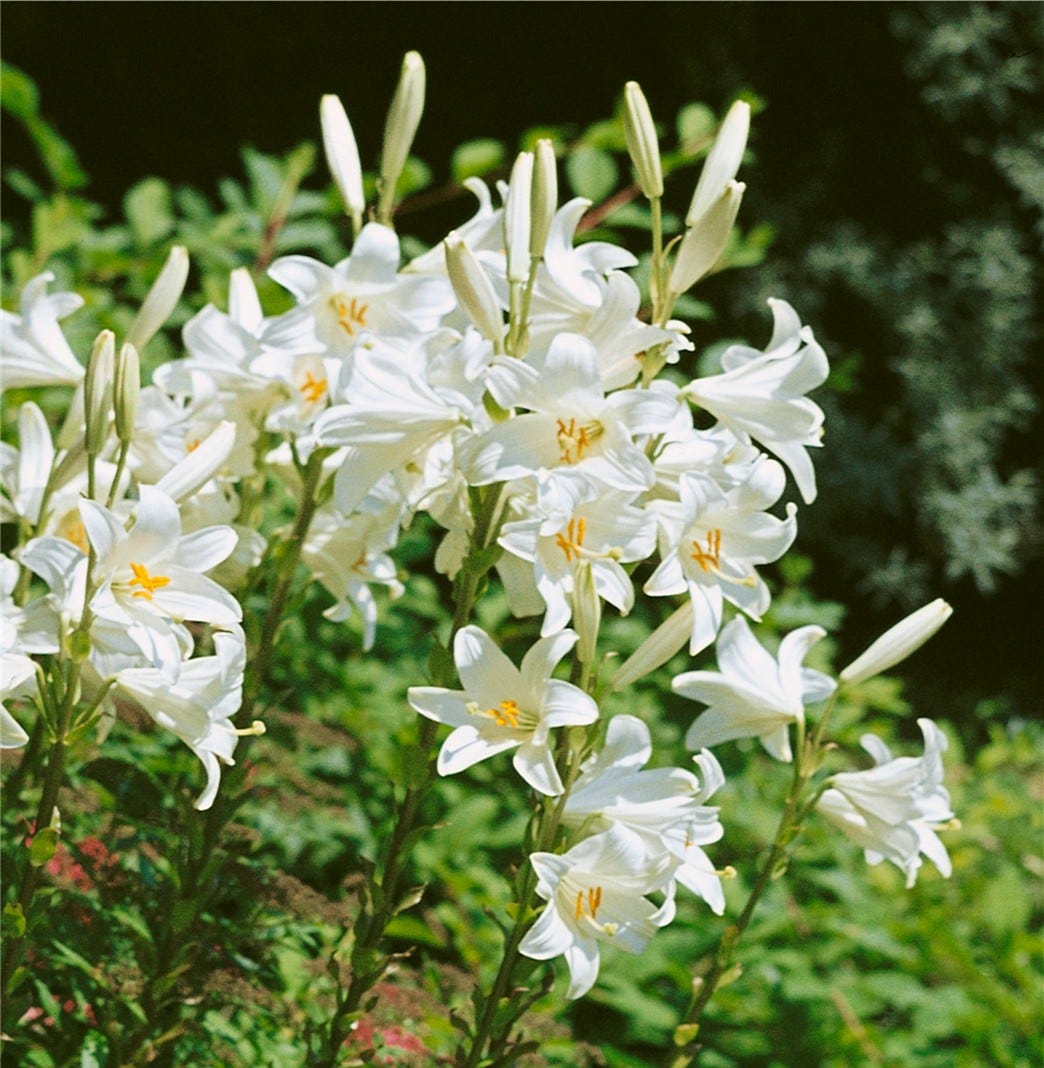 WHEN LILIES BLOOM - by Joe Seals