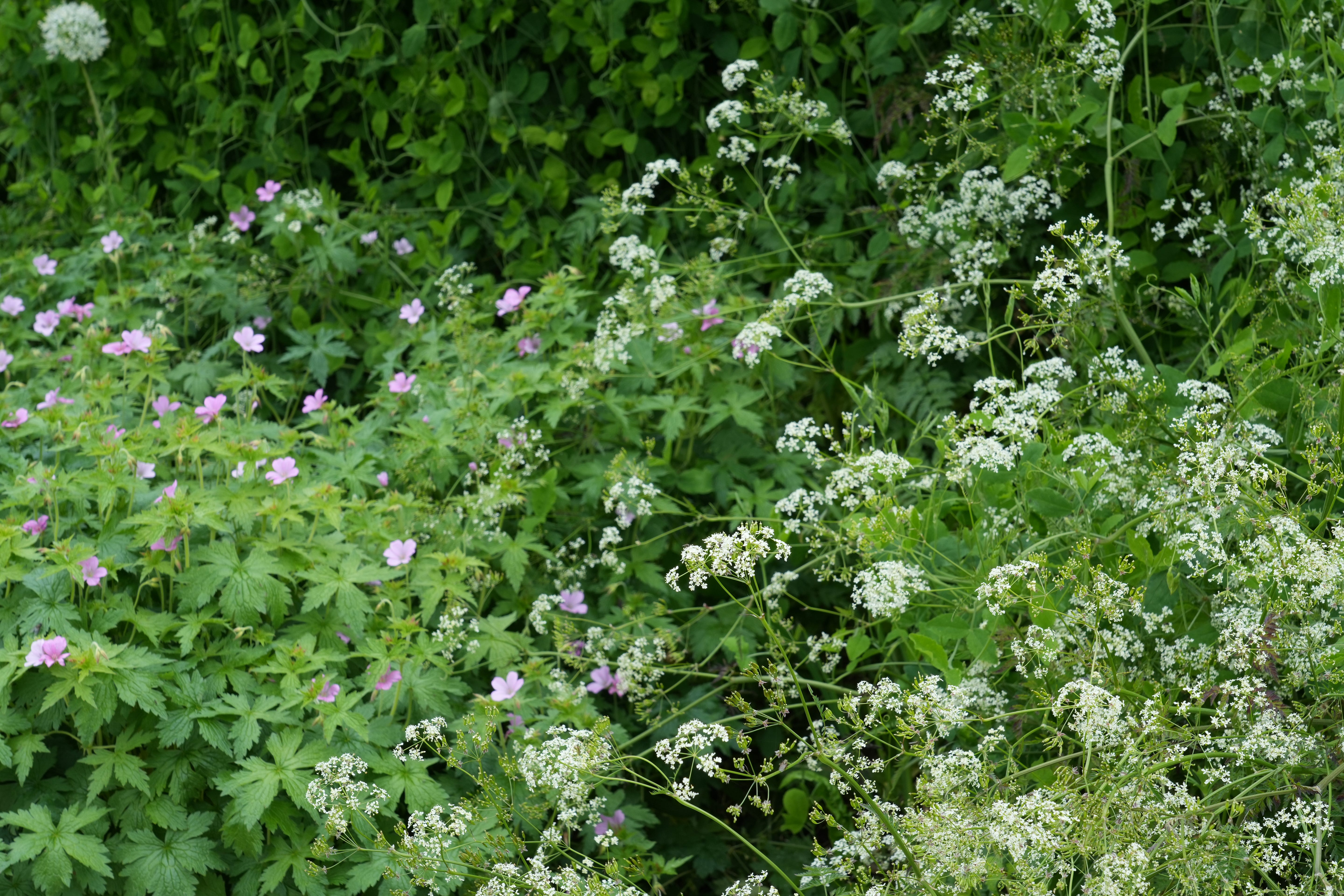 How to understand plant vigour