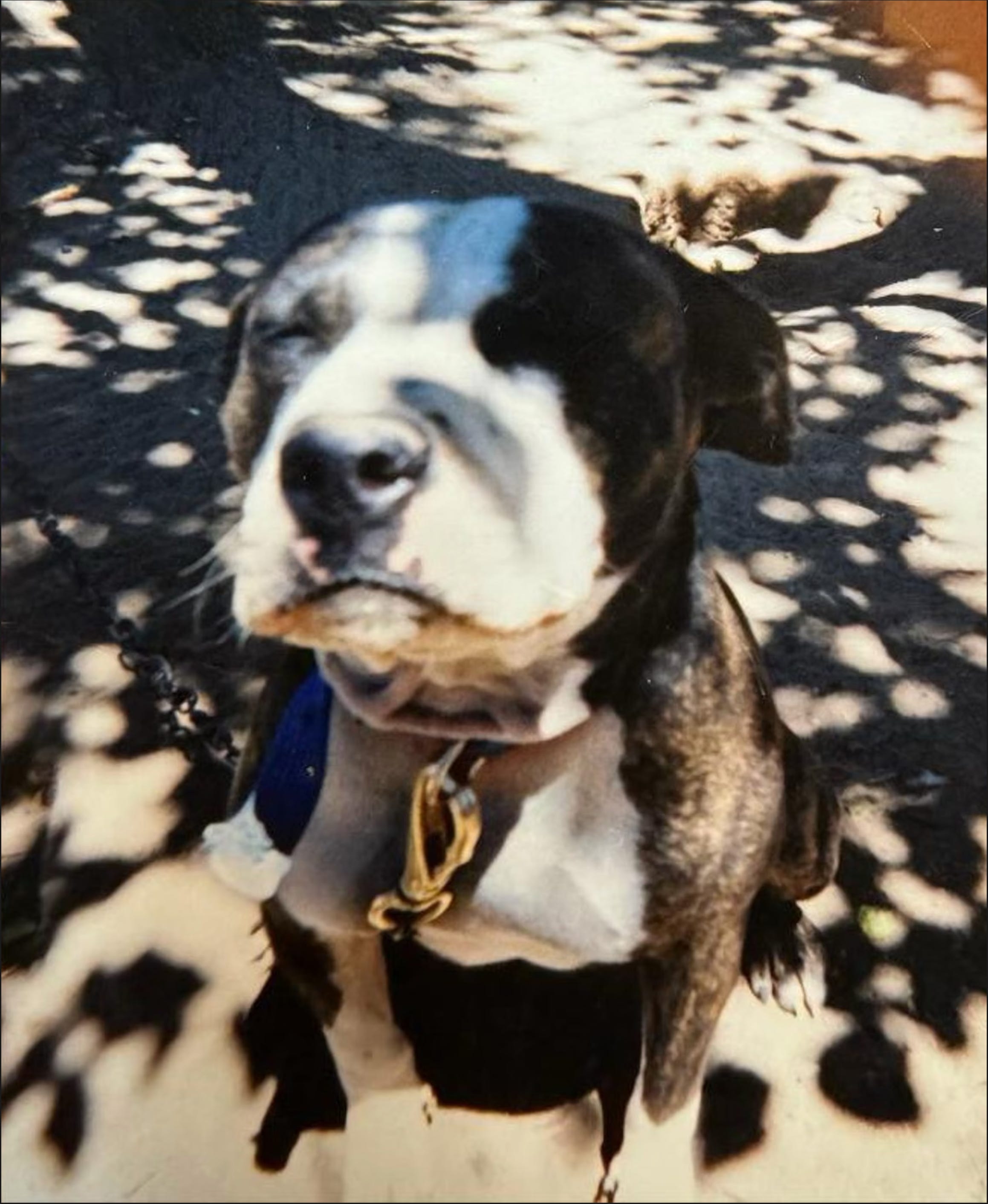 Loca & Cricket: The Dogs That Tell the Truth About Project 2025