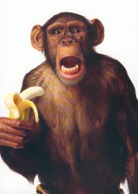 Monkey Business - by Flemming Funch - Slow Motions