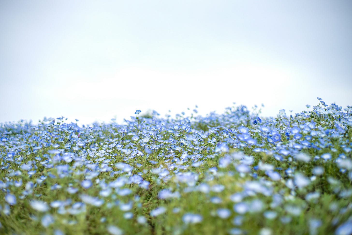 Linen: The Ancient Fiber of Natural Comfort