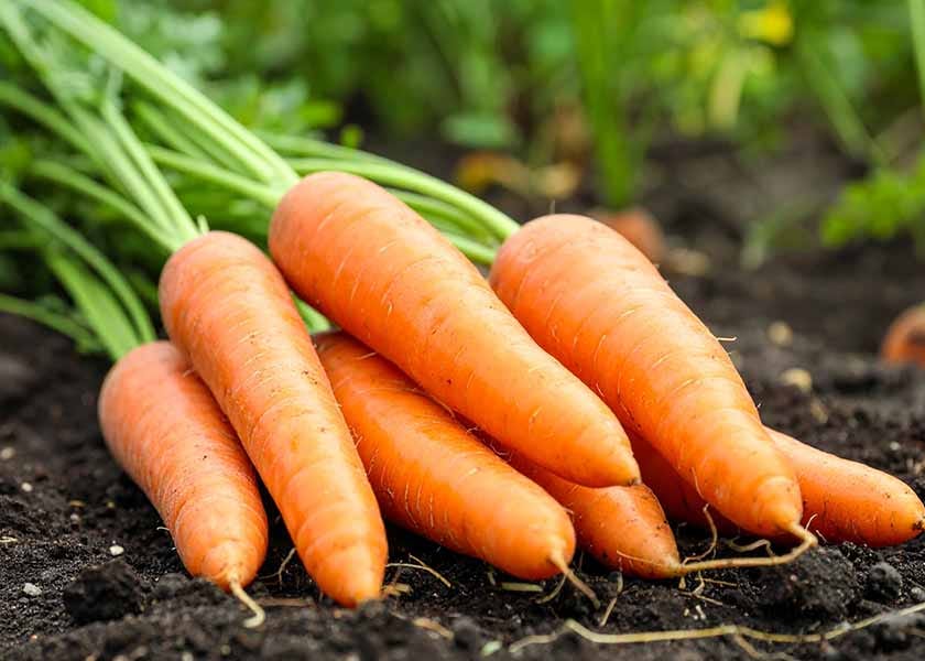 Carrot Fiber Boosts Gut Health and Strengthens Immune Defenses