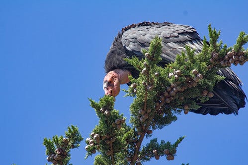 condor human size comparison