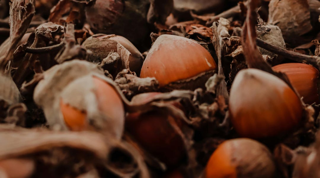 Rediscovering the Trees and Creatures of Autumn