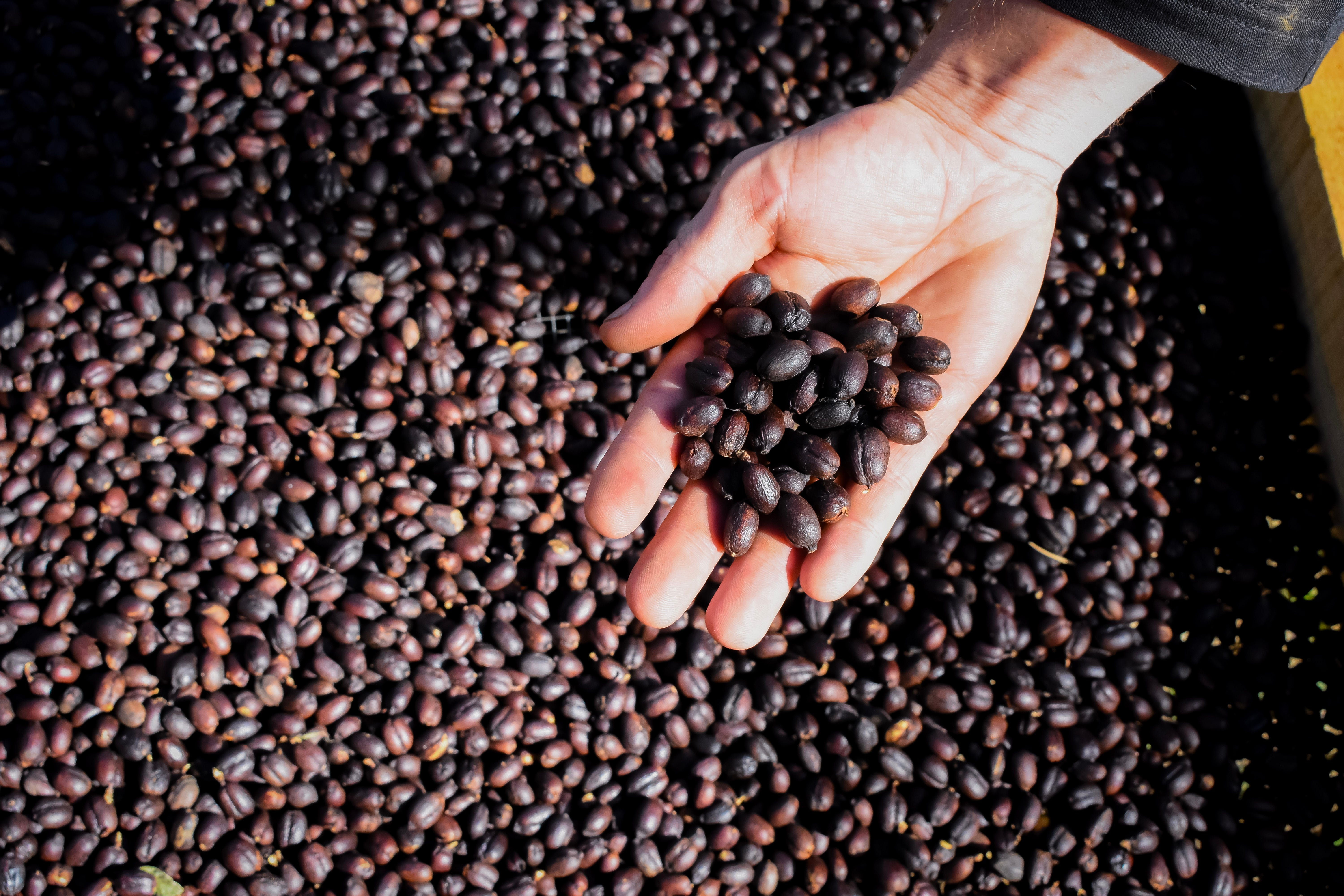 From Germany’s Nightlife to Building a Coffee Farm in El Salvador's ...