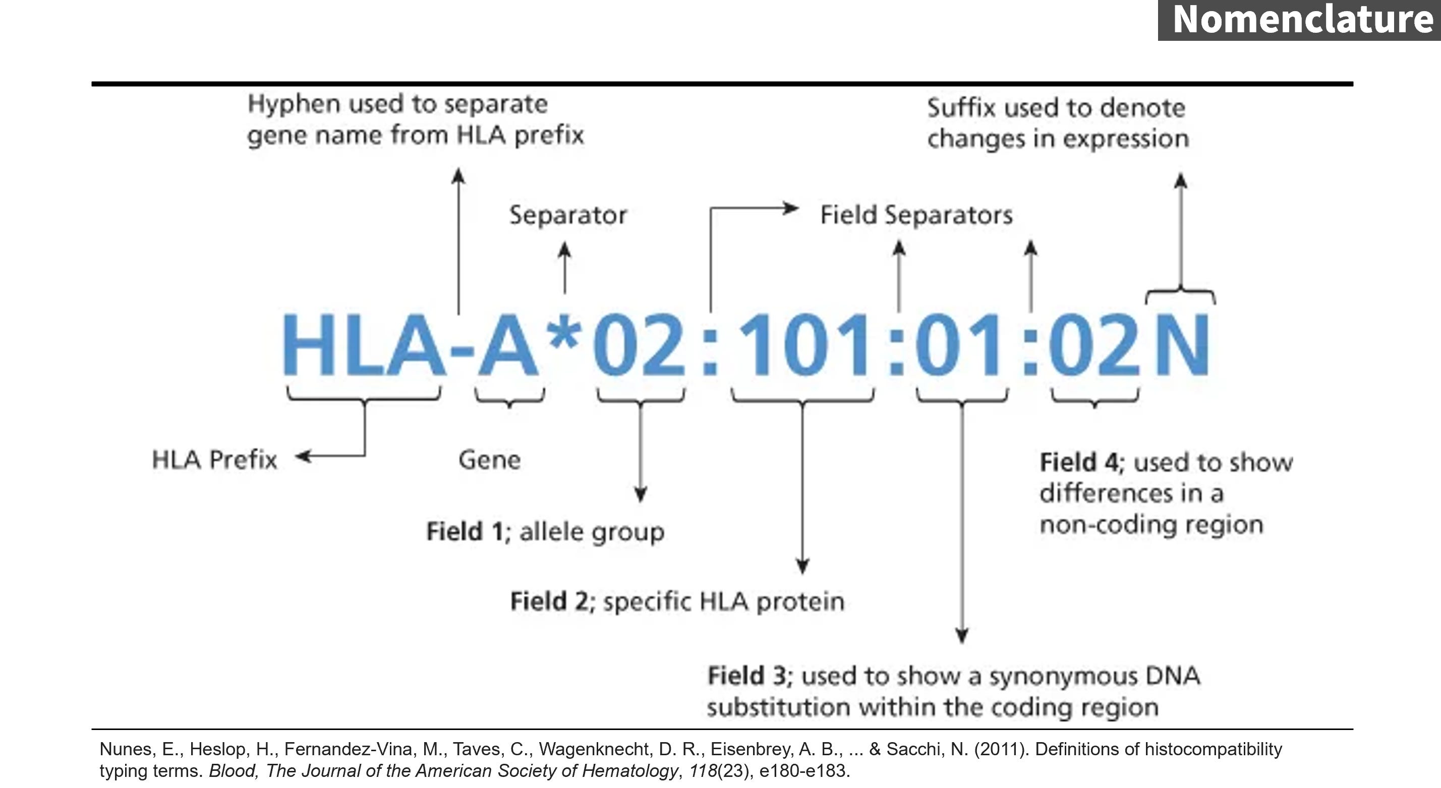 人類組織抗原 Human Leukocyte Antigen (HLA) 簡介及其臨床面向 - by Gem Wu