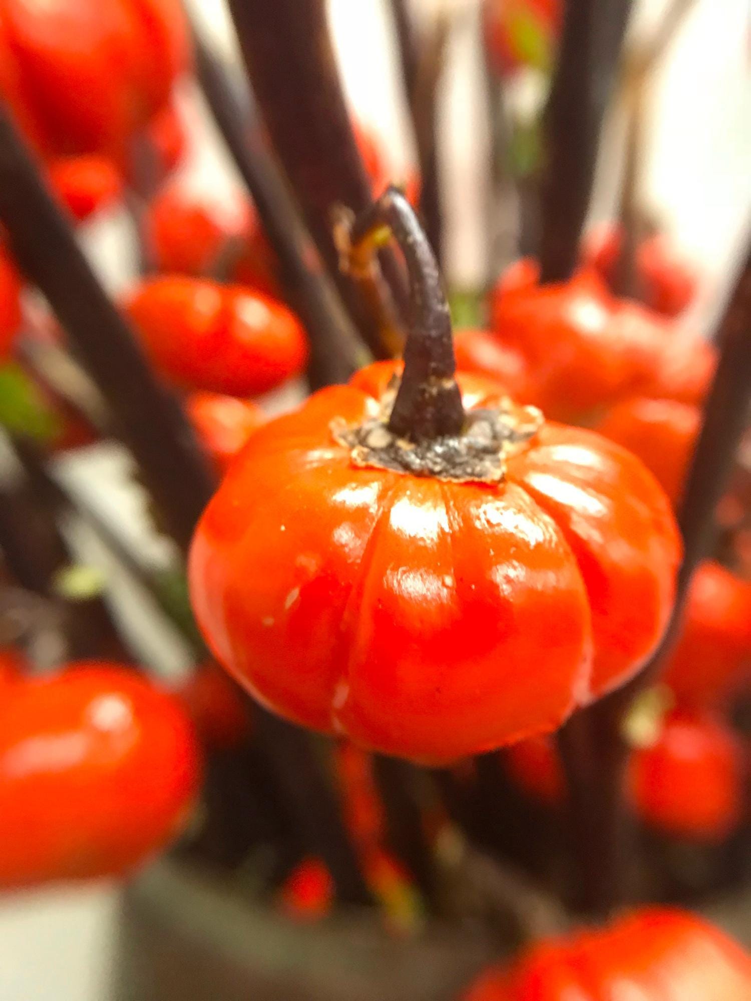 The Great Pumpkin Imposter - by Ellen Frost - FlowerNerd