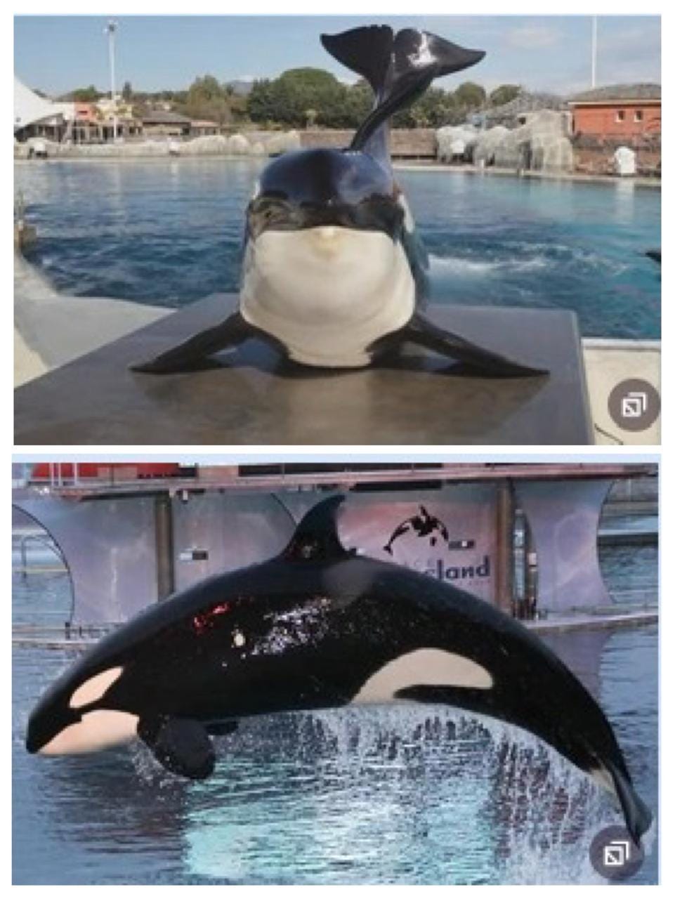 Reseña: “Beneath the surface: Killer Whales, SeaWorld, and the Truth ...