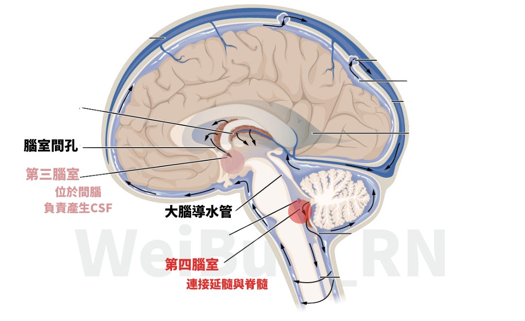 護理解剖 - 腦與腦血管 - 薇布WeiBuh💉護理站