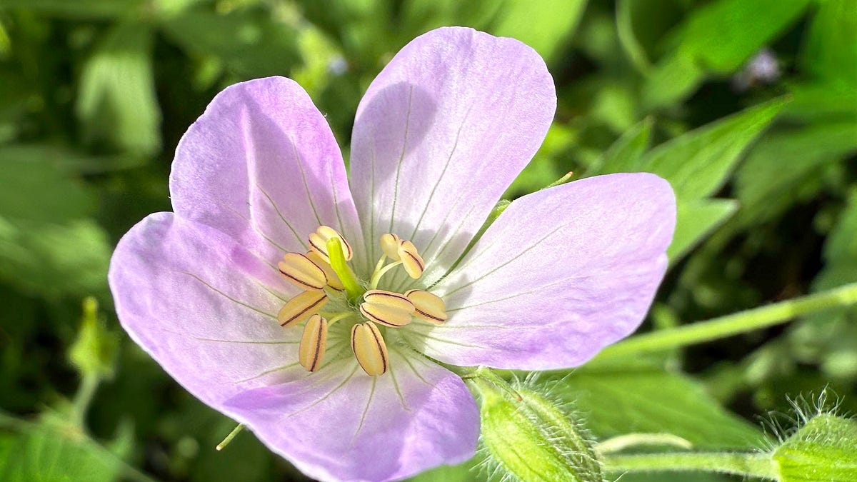 wild geranium pink