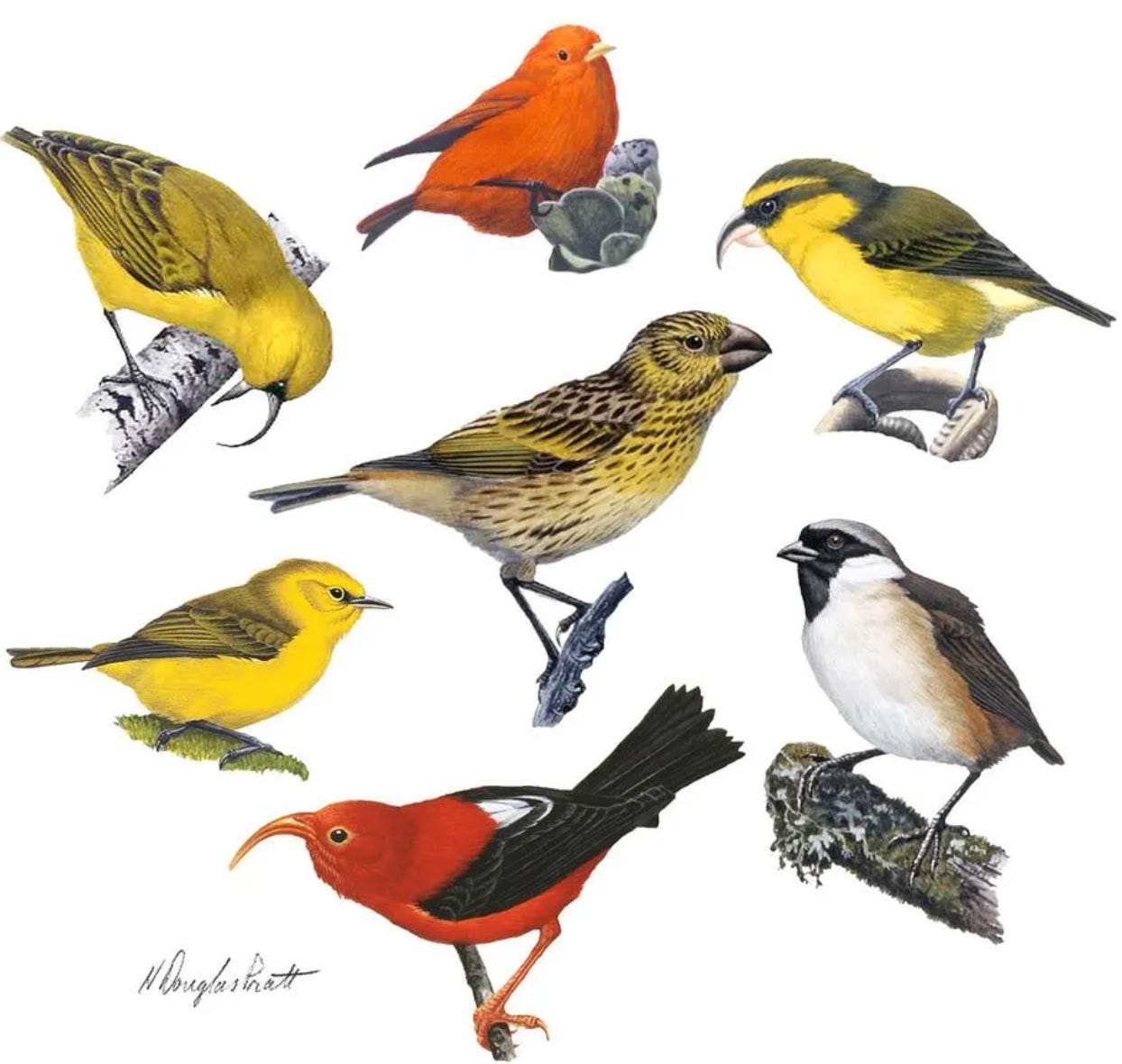 Are Bird Feeders Driving Evolution Of Longer Beaks In British Tits?