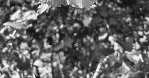 Nedra Nuggets | Nedra Glover Tawwab | Substack