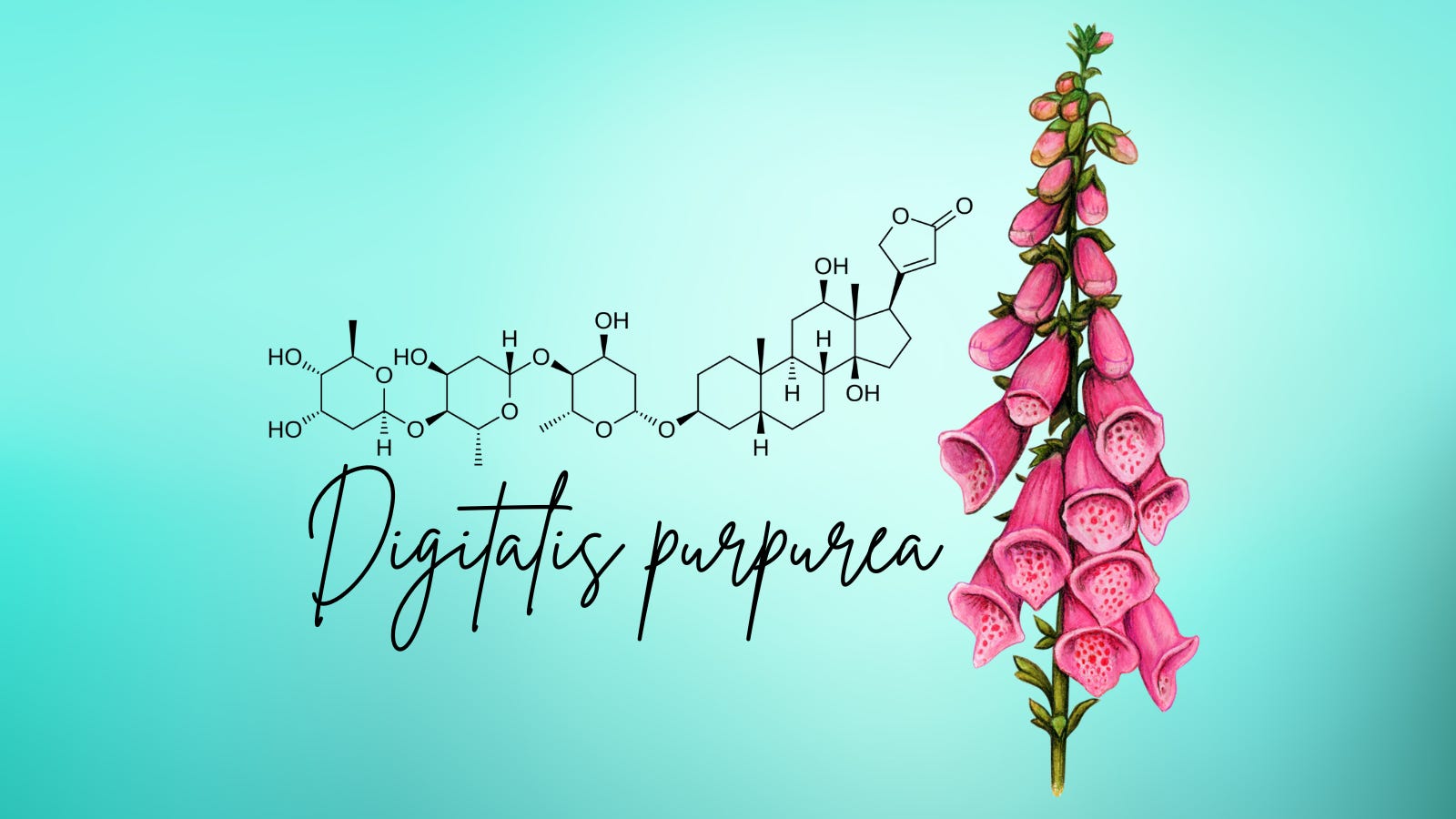 Medicinal Plants in Cardiology: Foxglove