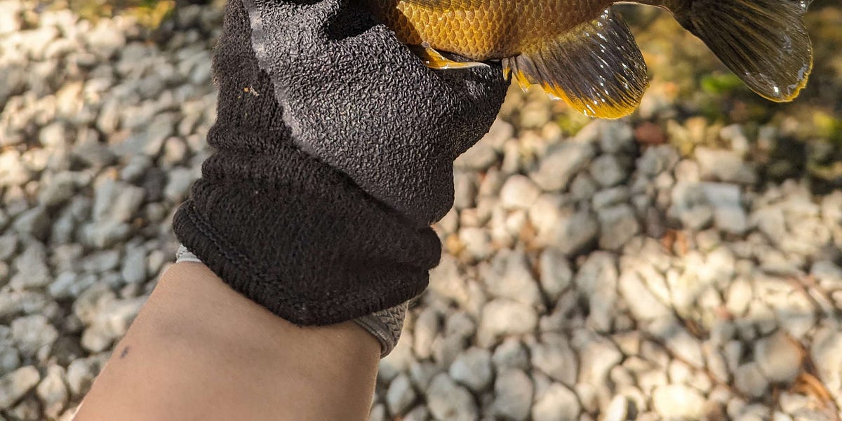 The Ultimate Beginner's Guide to Catching Your First Fish in 2025