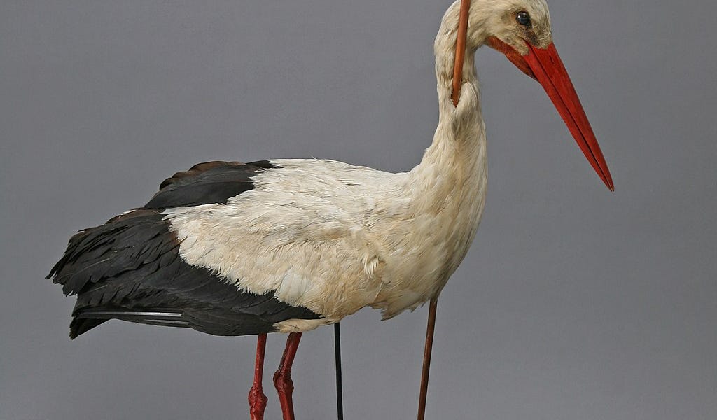 do storks attack humans