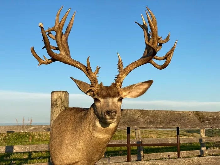 Deer Symbolism: A Symbol of Peace and Purity