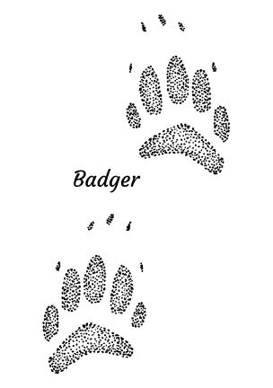 All Our Minds, All Our Relations - The Badger Track