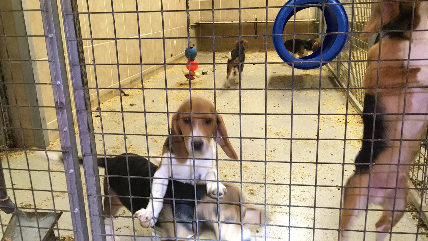 The Government Is About to Class Animal Testing as “National ...