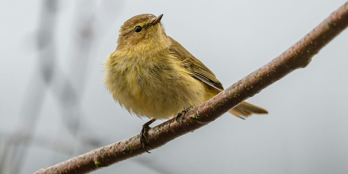 young chiffchaff