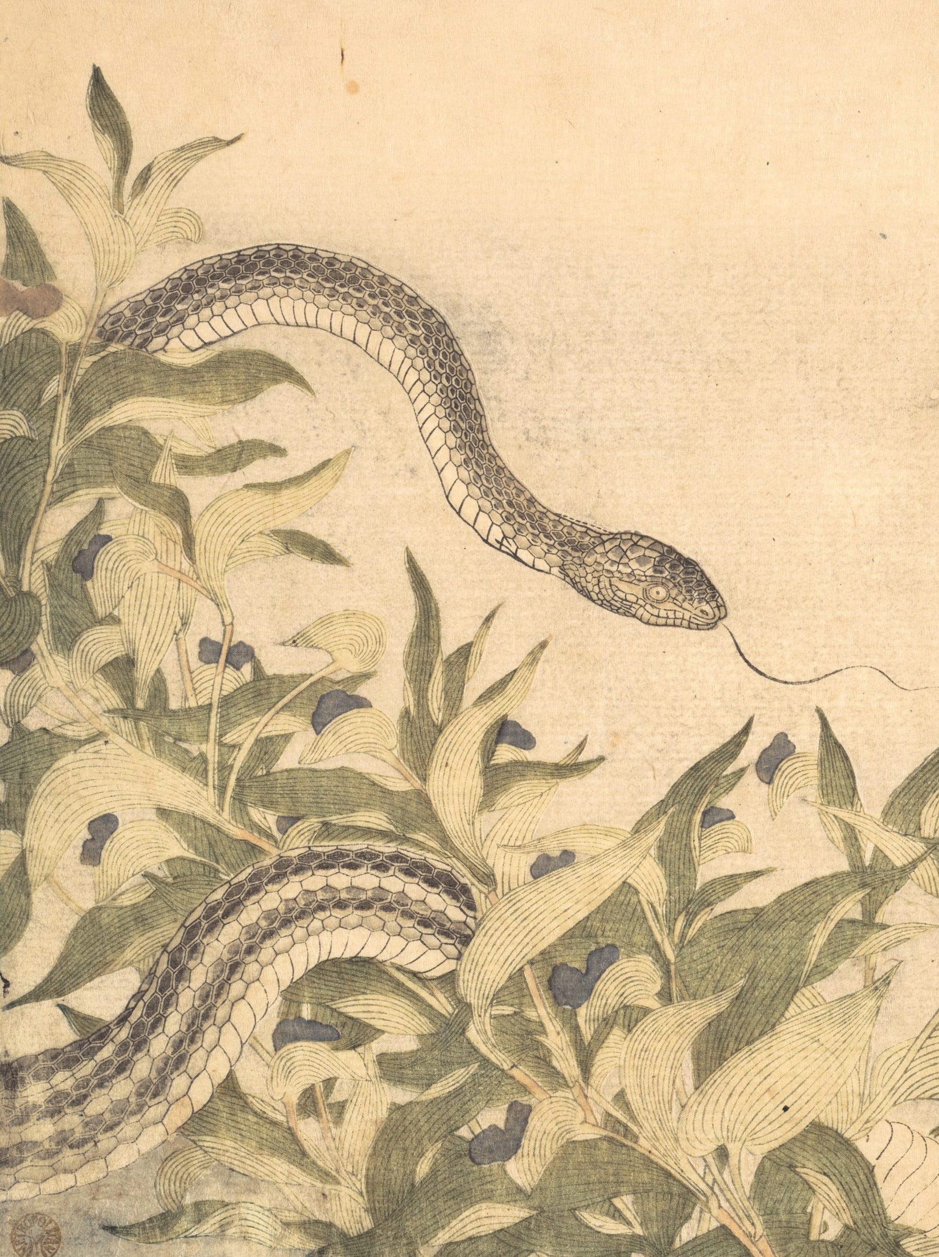 Snakes in Japanese Folklore - Hanashi by Curious Ordinary
