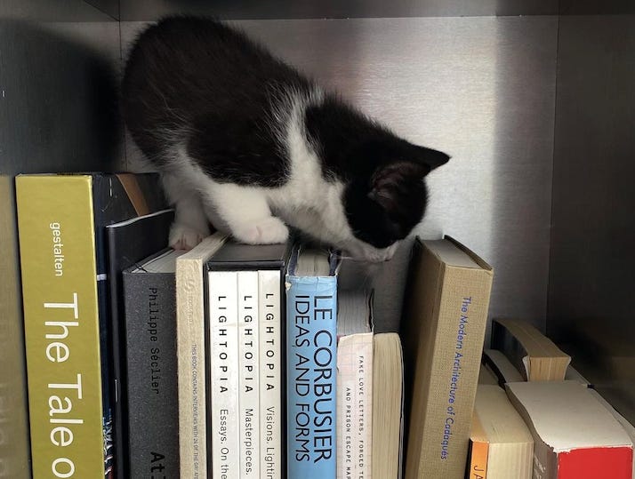 recently read: if cats disappeared from the world