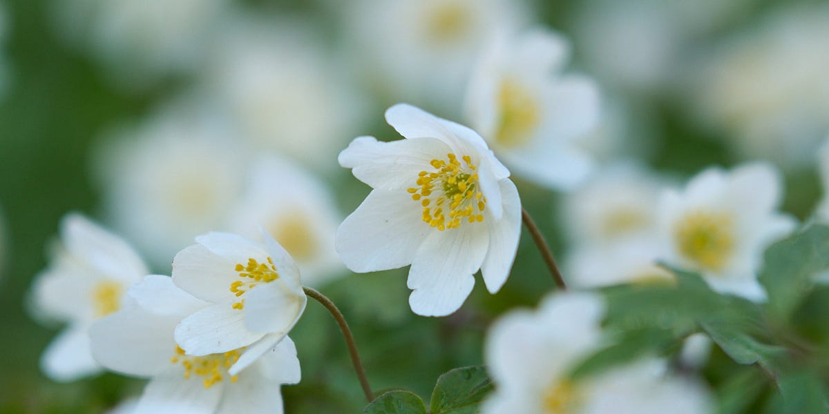 Ep. 32 Interview: Dr Abigail Lowe and Windflower