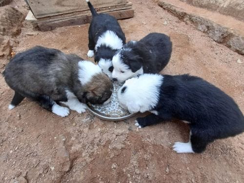 The Bowie Diary - dicki’s Substack