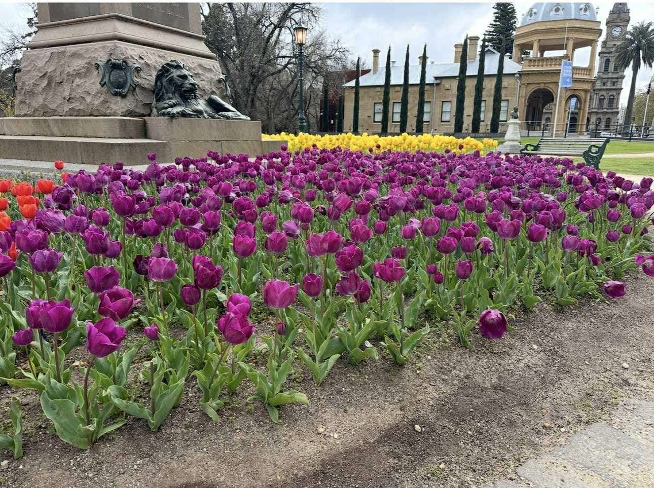 Bendigo Bloom Tulip Festival - by Jennifer Jones