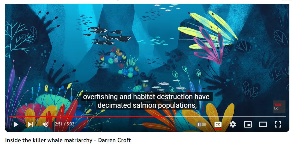 KillerWhale - by RetoK - Chiankhanh