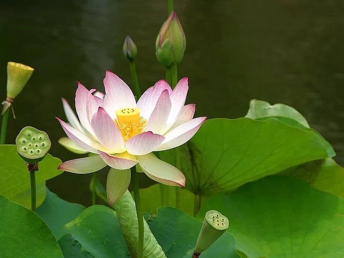 Long-Stemmed Lotus Symbolism and Meaning in Love, Death & Bible
