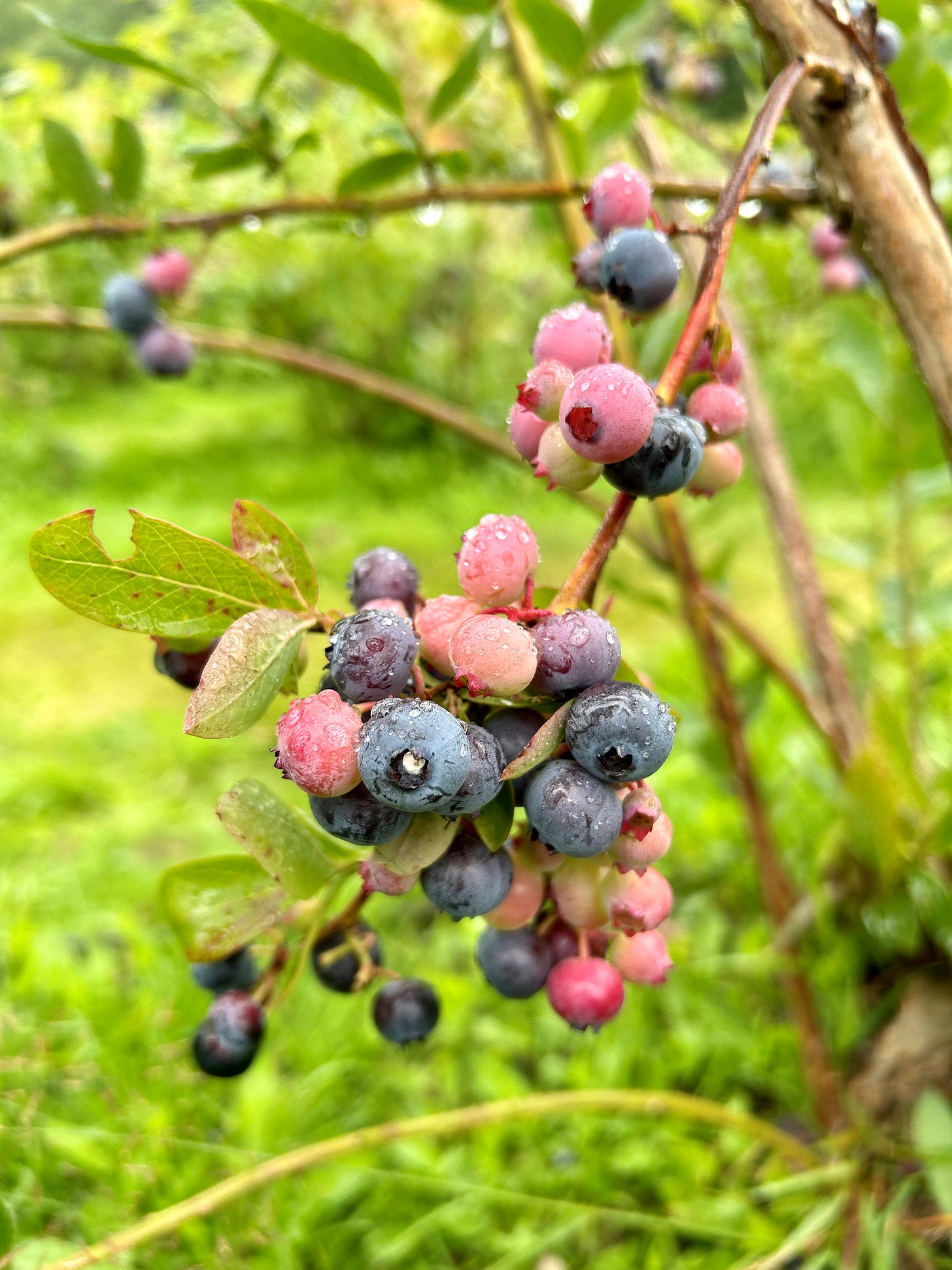 identify blueberries