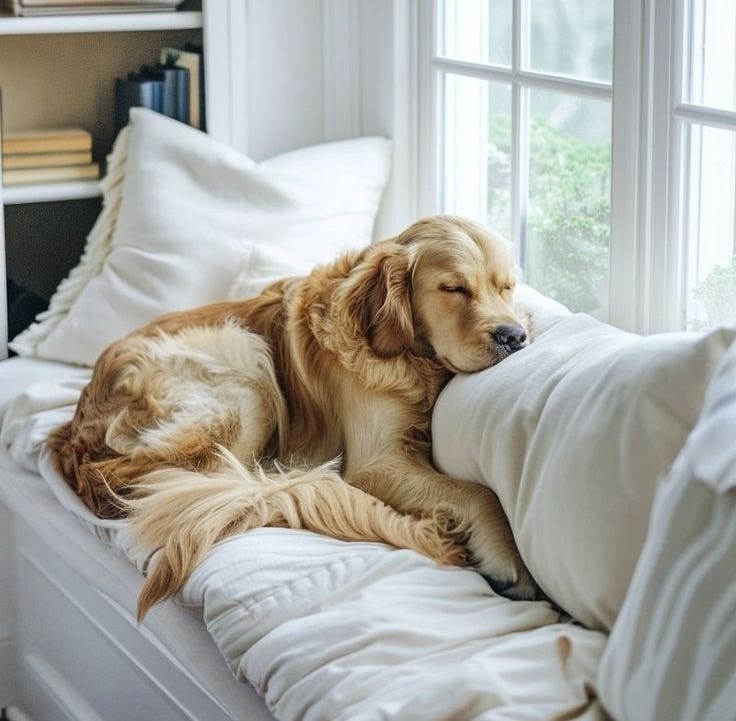The Surprising Way Pets Change Your Brain