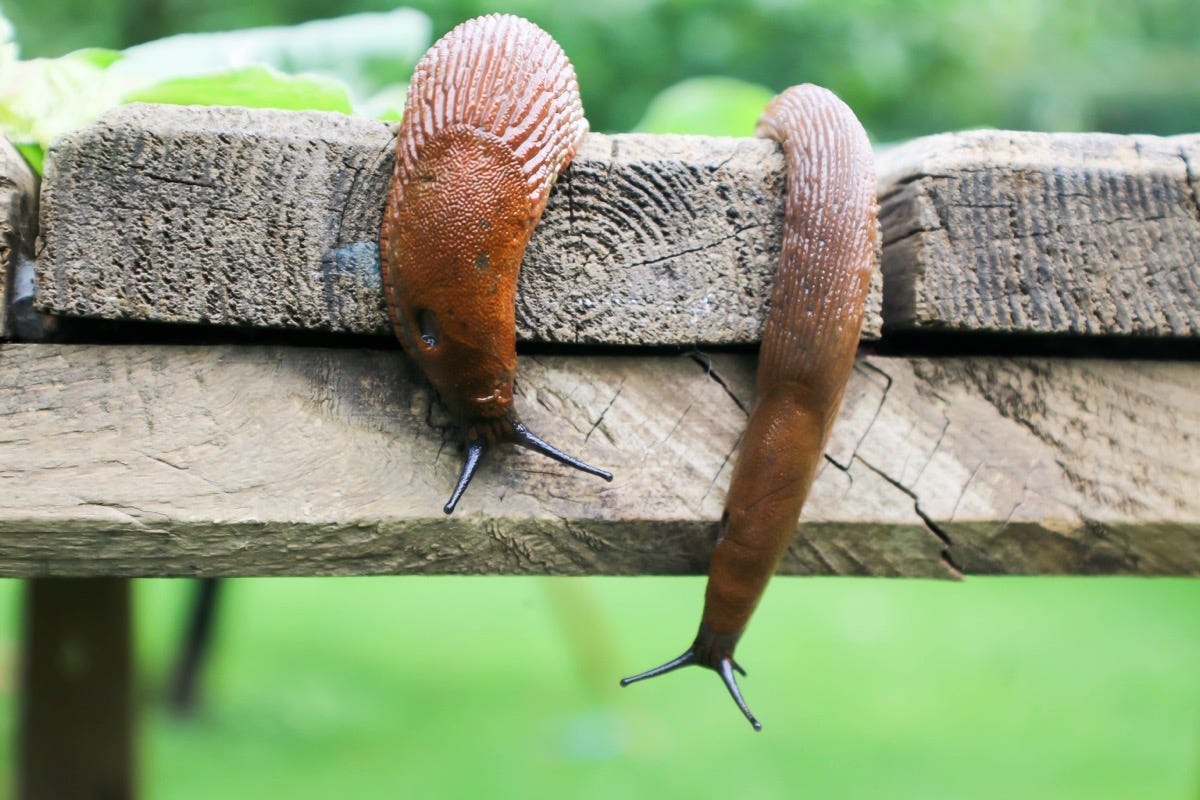 These slugs arguing over food is the cutest territorial fight you’ll ...