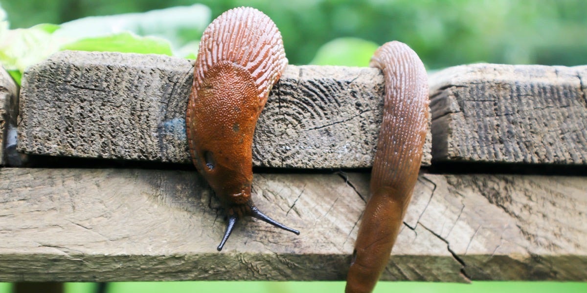These slugs arguing over food is the cutest territorial fight you’ll ...