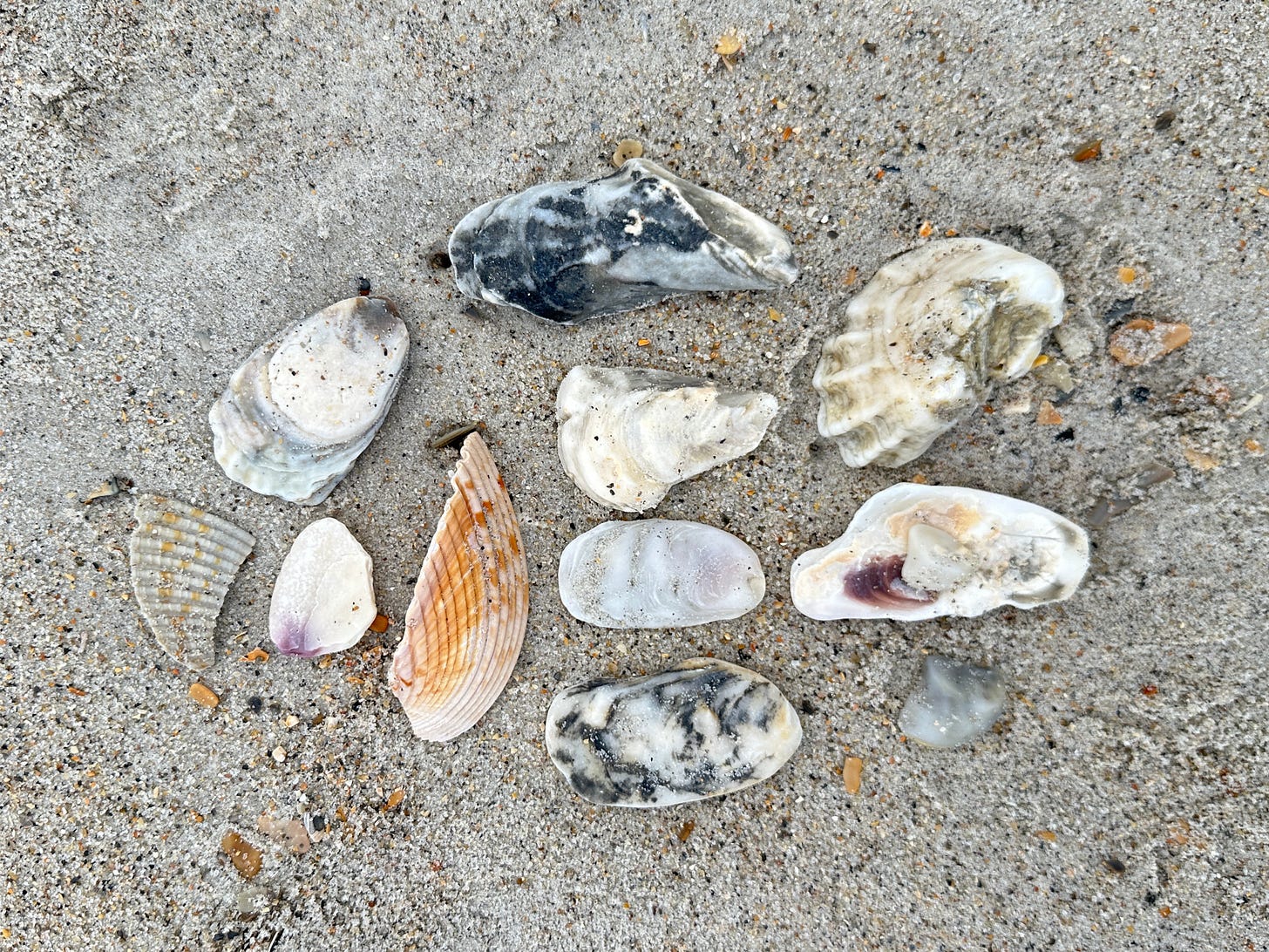 sandspur beach shells