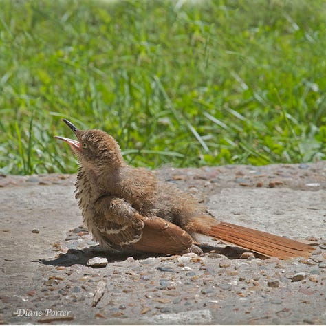 brown thrasher singing