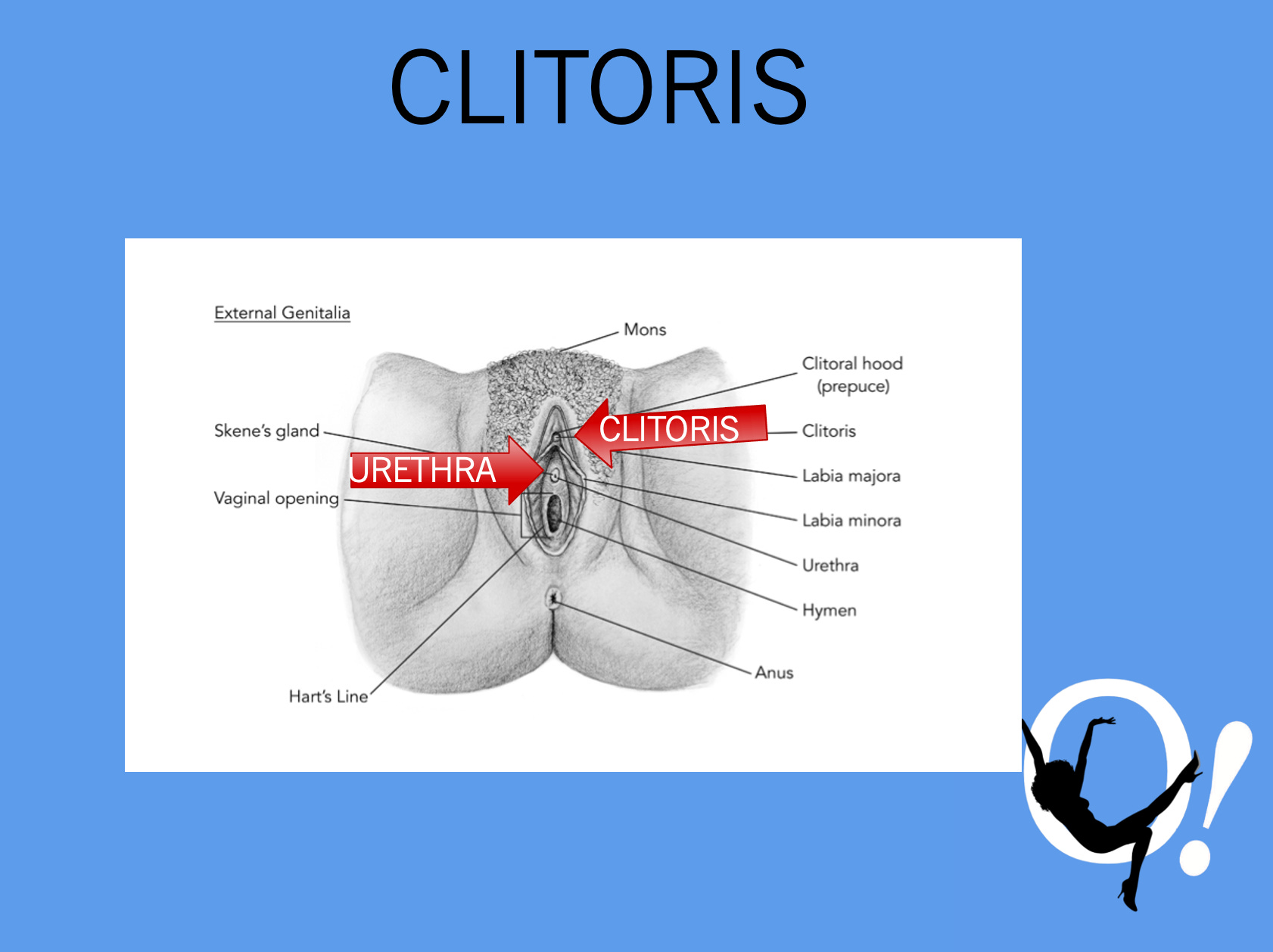 Female PELVIC and VULVAR ANATOMY - by Lauren Streicher MD