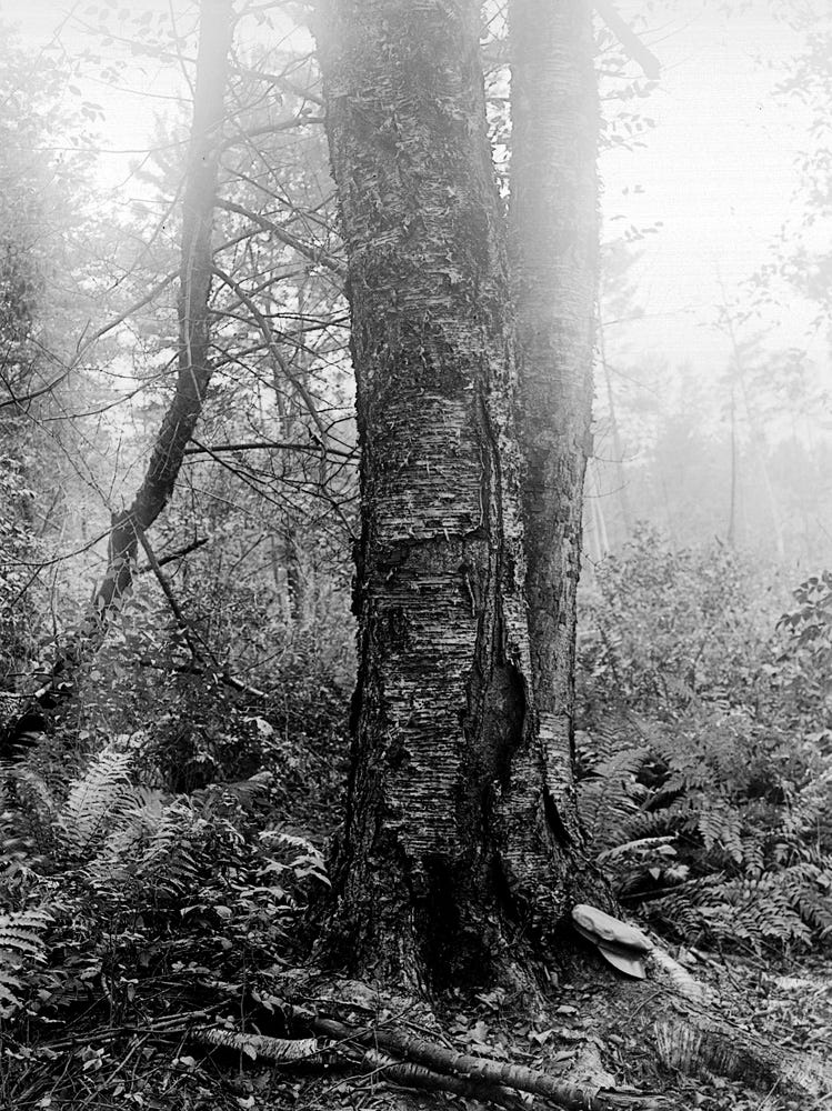 Indiana Native Tree of the Week Special Feature: Historic Indiana Tree ...