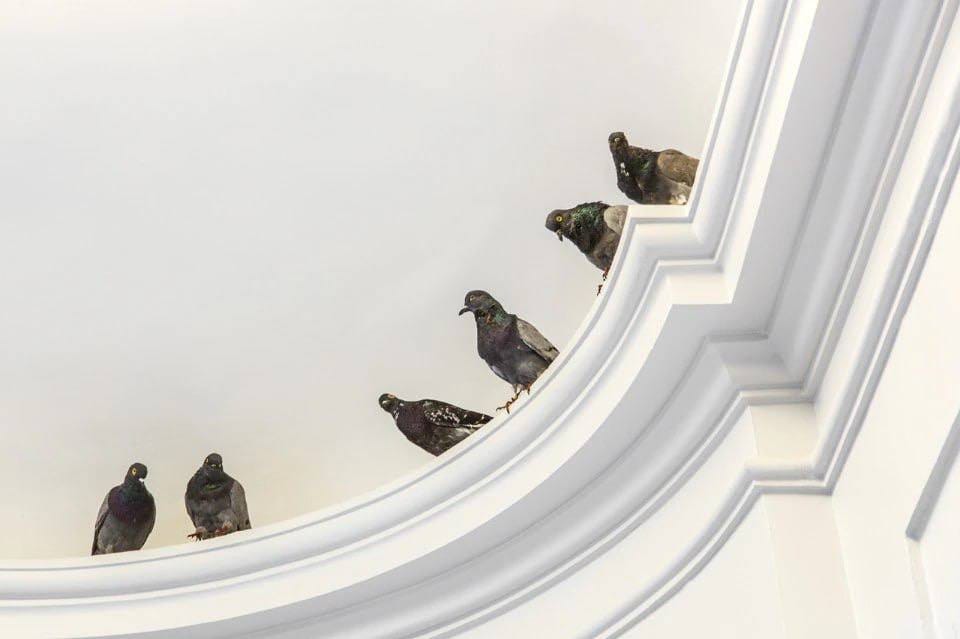 Of pigeons and paintings: how art history took flight