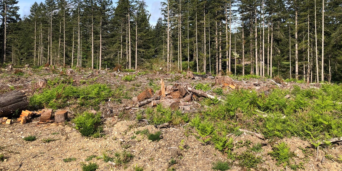 Introduction to a Clearcut - by Chris Rurik