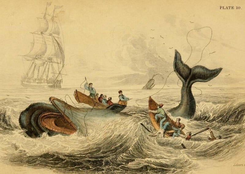 November 20 - The Whaleship Essex Meets Its Match in the Pacific