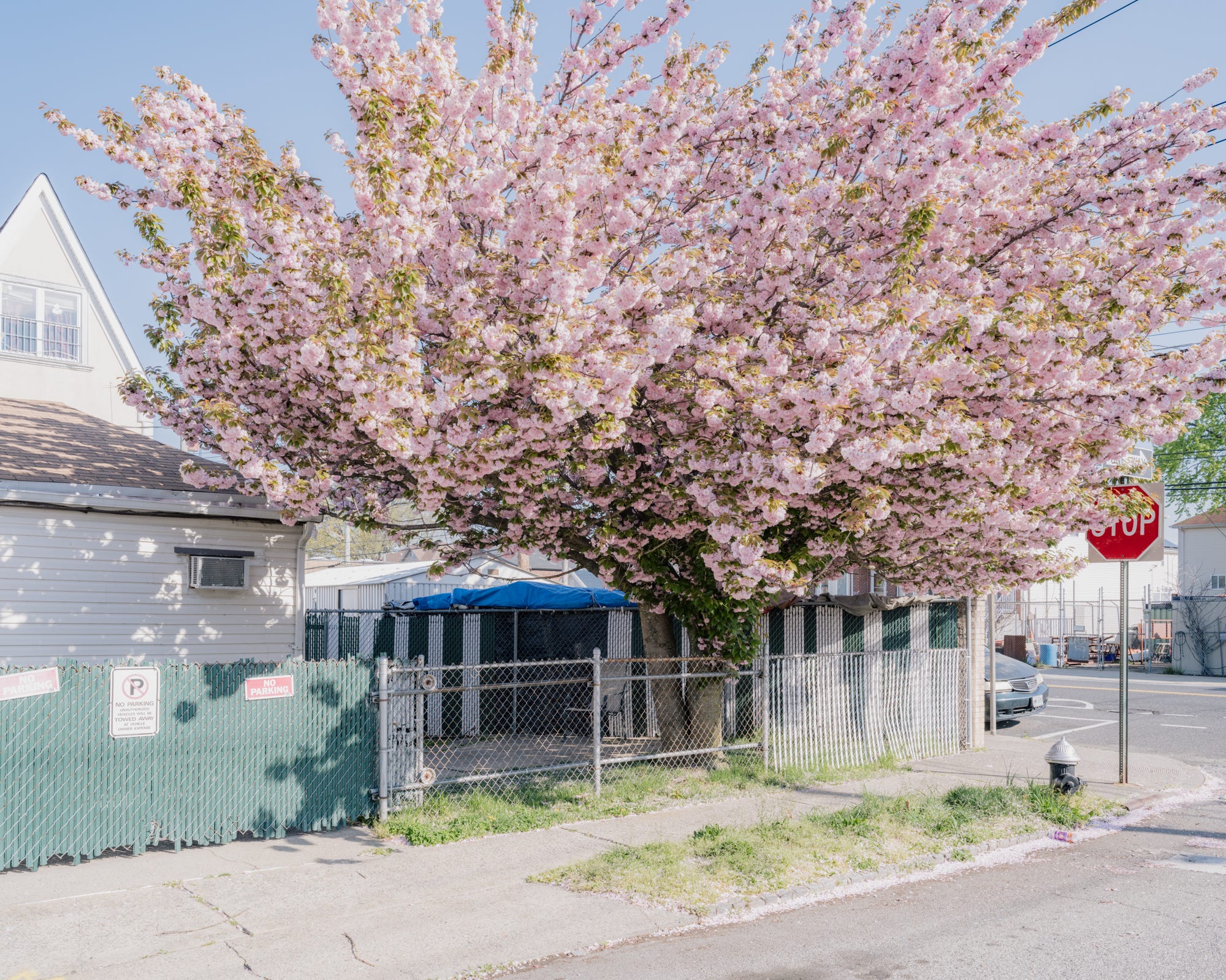 Spring Pictures! - by Andy Adams - FlakPhoto Digest